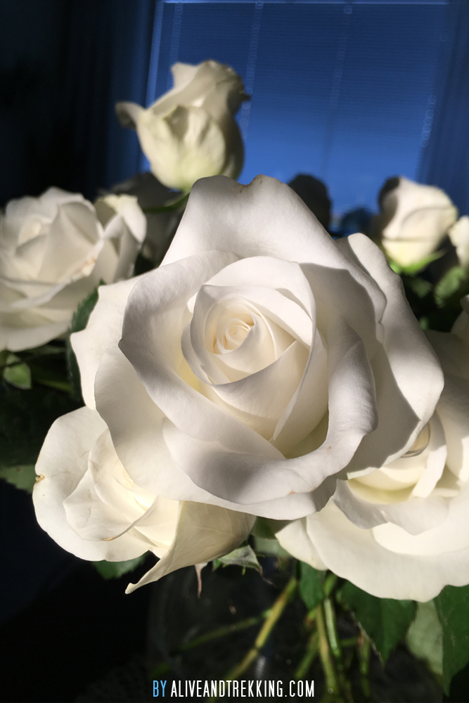 White roses – Alive and Trekking