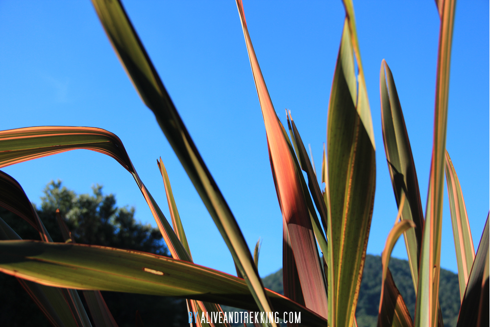 Flax – Alive and Trekking