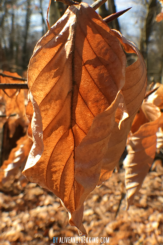 Gold leaf – Alive and Trekking