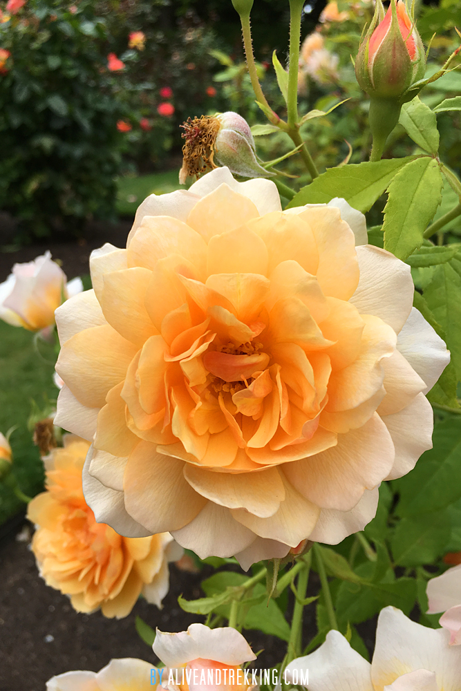 A study of roses – Alive and Trekking