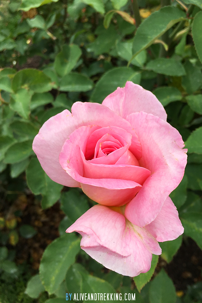 A study of roses – Alive and Trekking
