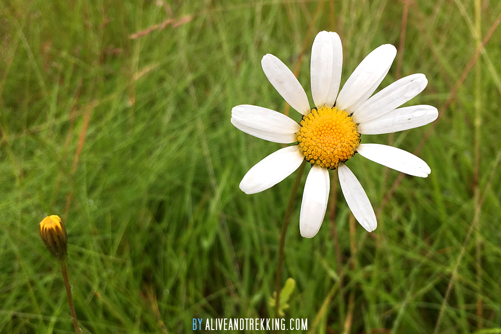 Little daisy – Alive and Trekking