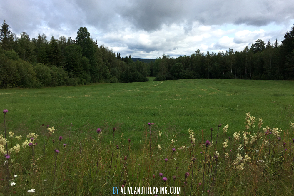 Meadow – Alive and Trekking